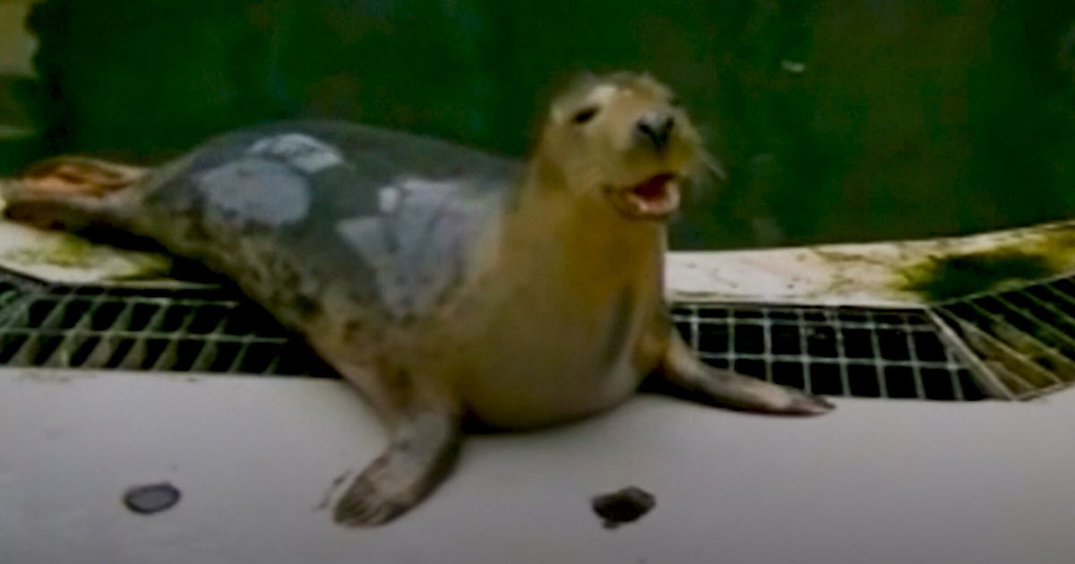 Seals Trained To Mimic Human Speech And Songs | HuffPost UK Life Seals Trained To Mimic Human Speech And Songs | HuffPost UK Life