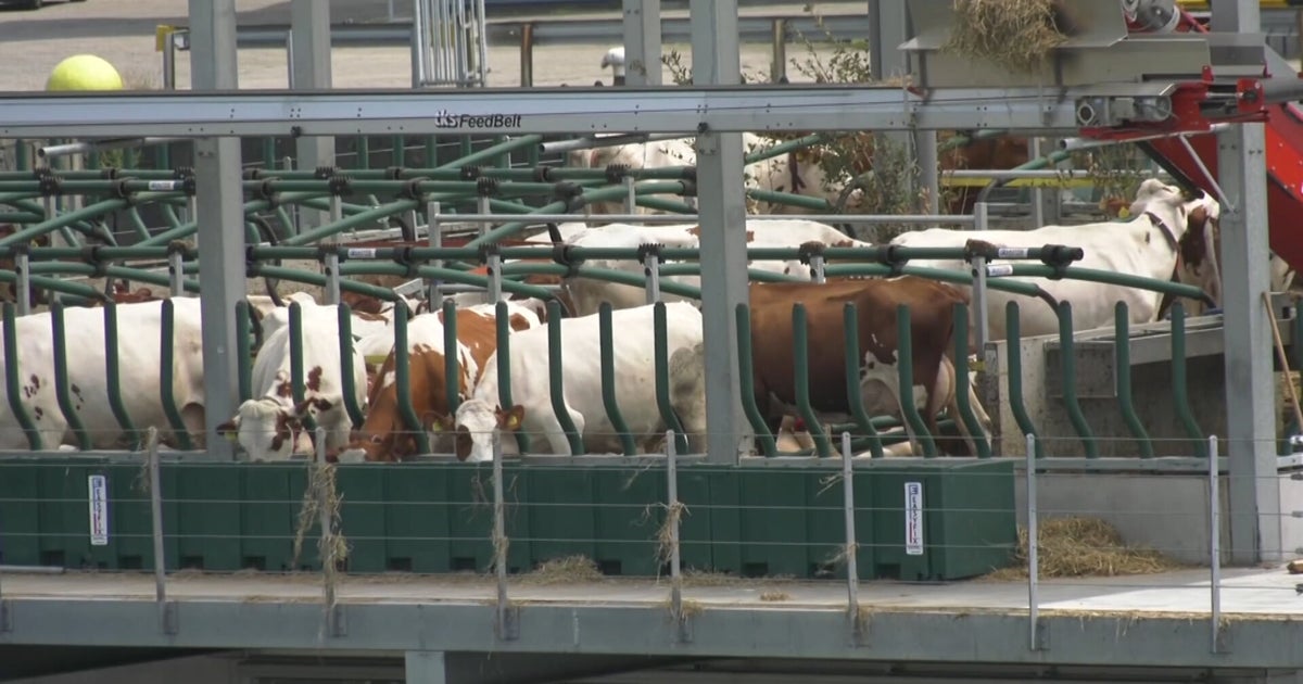 Floating Dairy Opens in Netherlands | HuffPost UK News