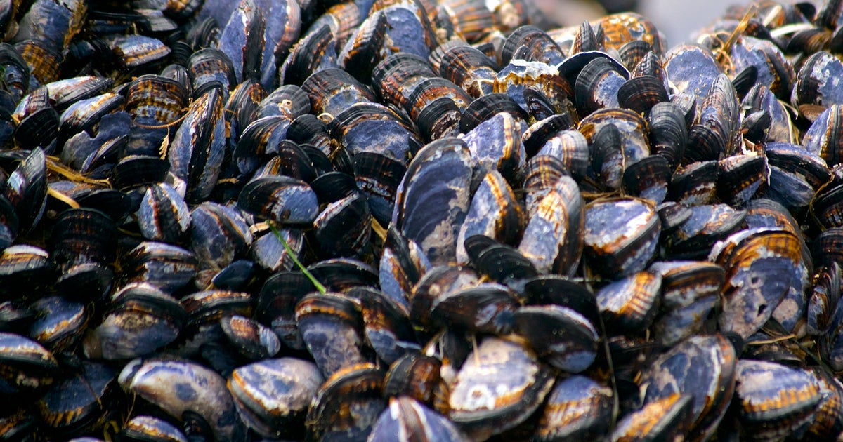 Mussels Cooked To Death In Their Shells In Unusual Heat On Northern ...