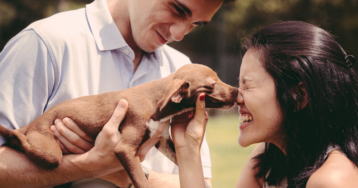 This Couple Took Engagement Photos With Dogs And Cats In Need Of Homes ...