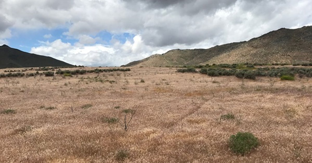 This Invasive Grass Is Taking Over Western States And Increasing ...
