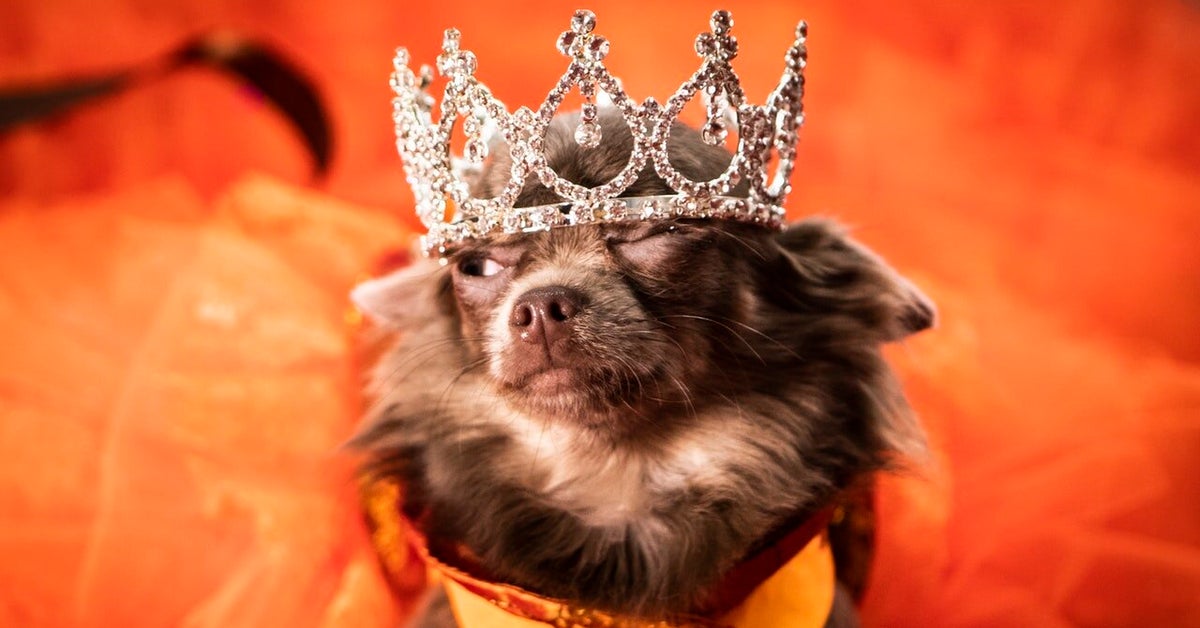 5 Cute Animals To End The Week: Bow Down To These Majestic Pooches ...