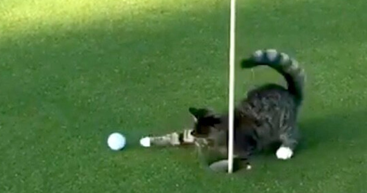 Golf Cat Absolutely Will NOT Let You Play Through So Don't Even Think ...