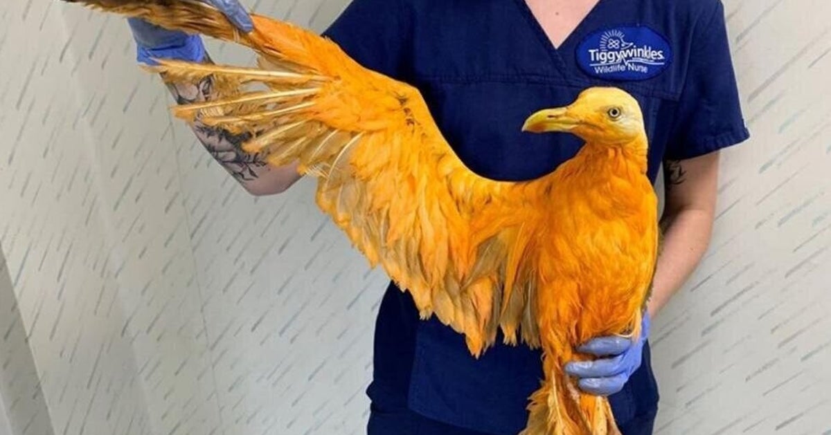 This Orange Seagull Is Actually Just Covered In Curry Powder | HuffPost ...