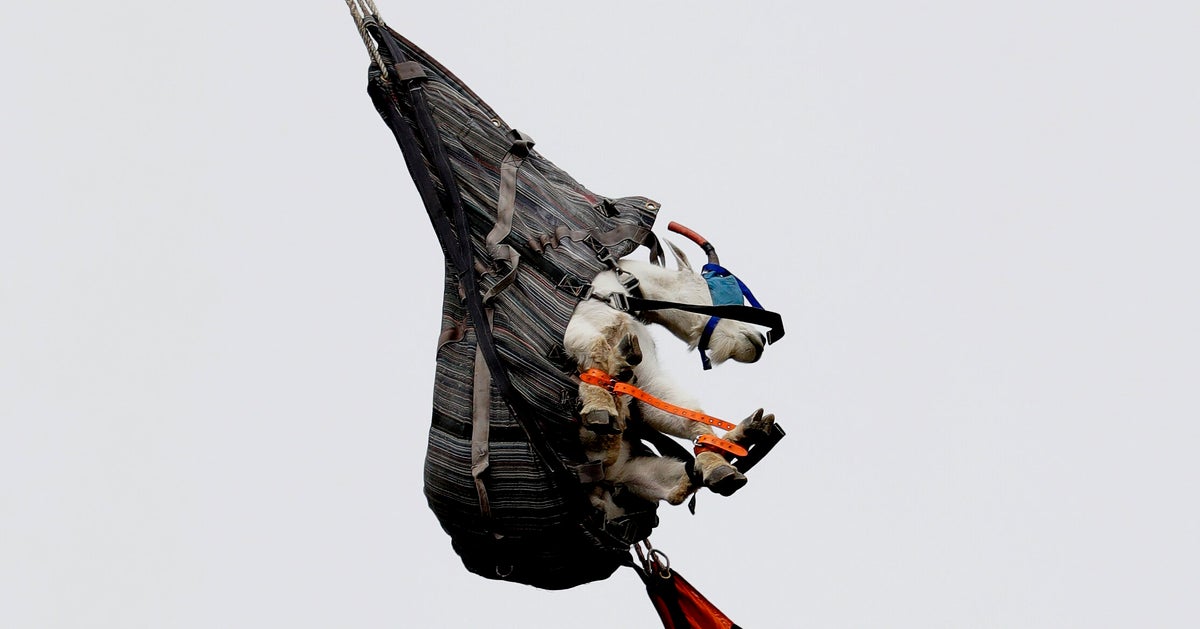Drugged Up Goats Are Being Blindfolded And Flown In Slings Around A US ...