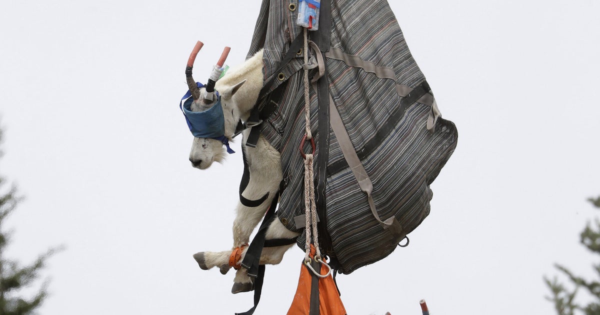 US Mountain Goats Transported By Helicopter To Native Home | HuffPost ...