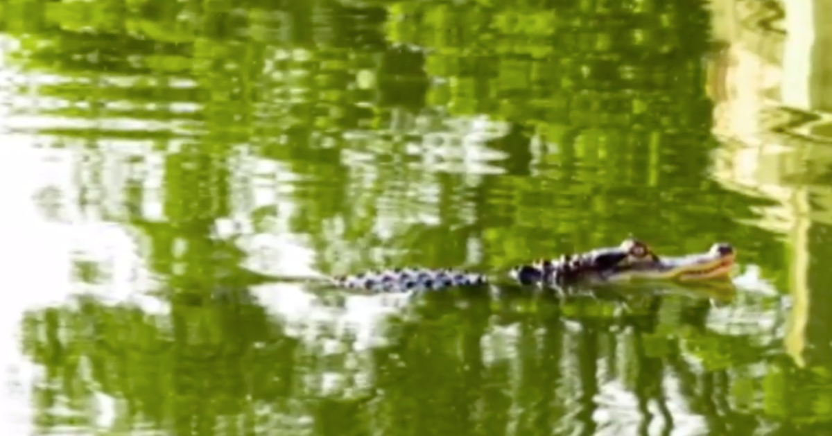 Chicago Police Confirm There's An Alligator In Park Lagoon | HuffPost ...