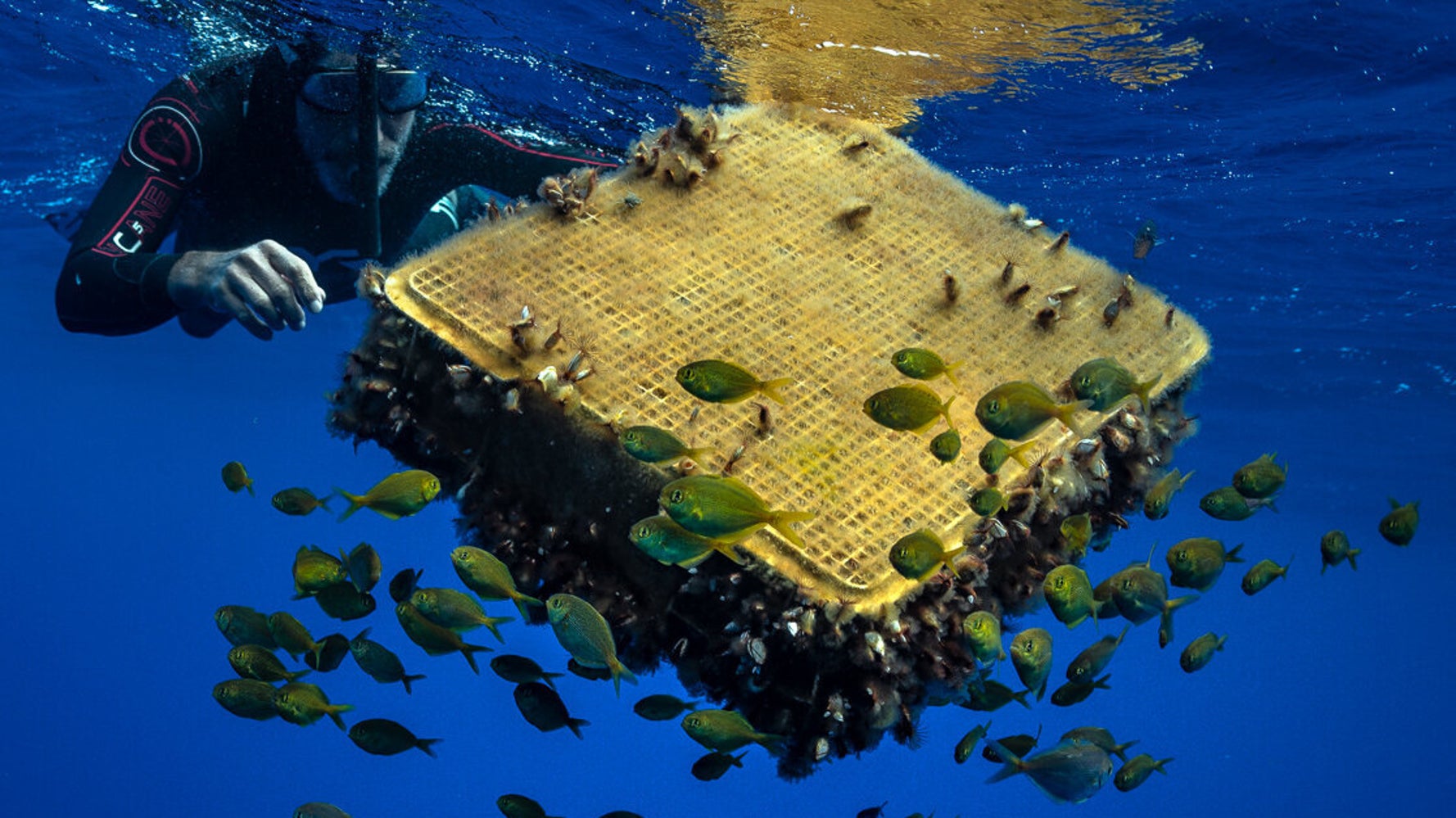 What It's Like To Swim Through The Most Polluted Part Of The Ocean ...