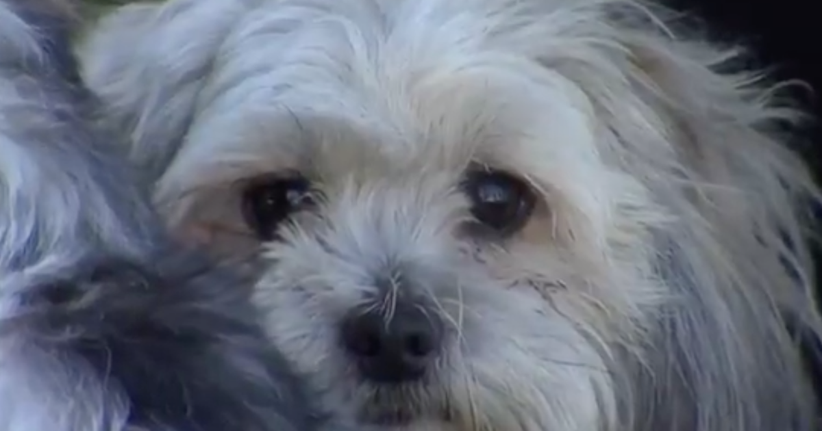 Valiant Dog Named RuPaul Helps Save Woman From Sexual Assault ...