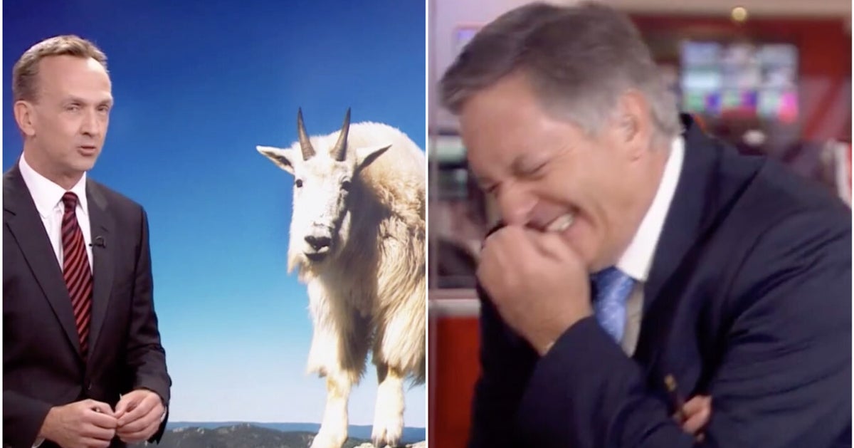 Simon McCoy Bursts Into Fit Of Laughter Over 'Goat Yoga' | HuffPost UK News