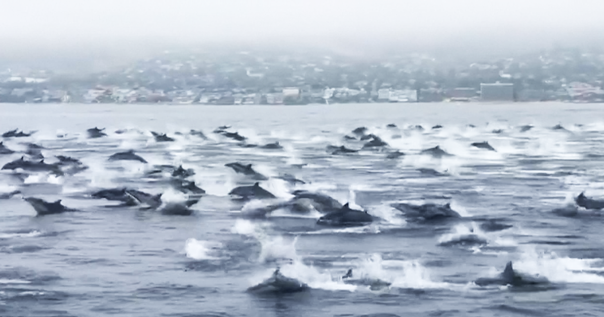 Giant Pod Of Dolphins Race Up The California Coast | HuffPost UK News