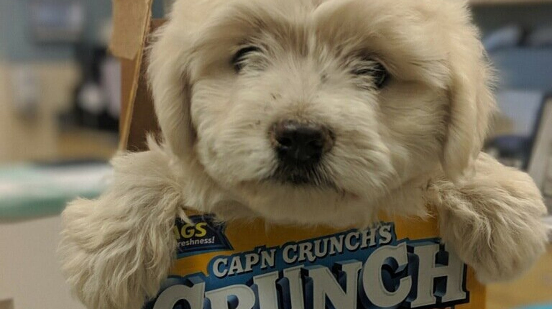 Puppy Brought To Animal Shelter In Cereal Box Has Found A New Home ...