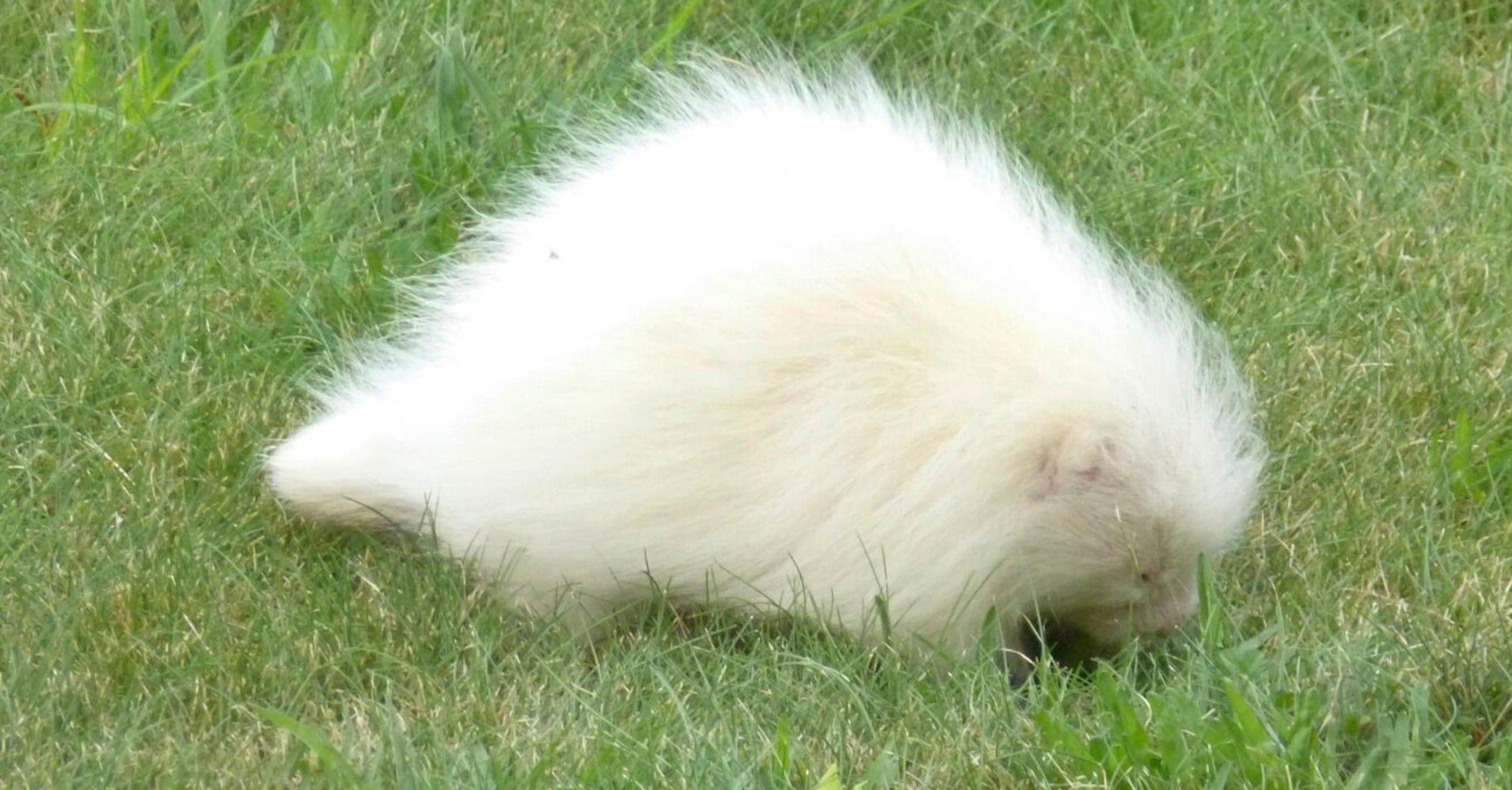 Mysterious White Creatuer Identified As Young Albino Porcupine | HuffPost