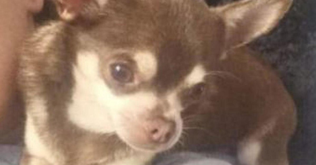 Desperate Appeal After Seagull Grabs Dog From Devon Garden | HuffPost ...