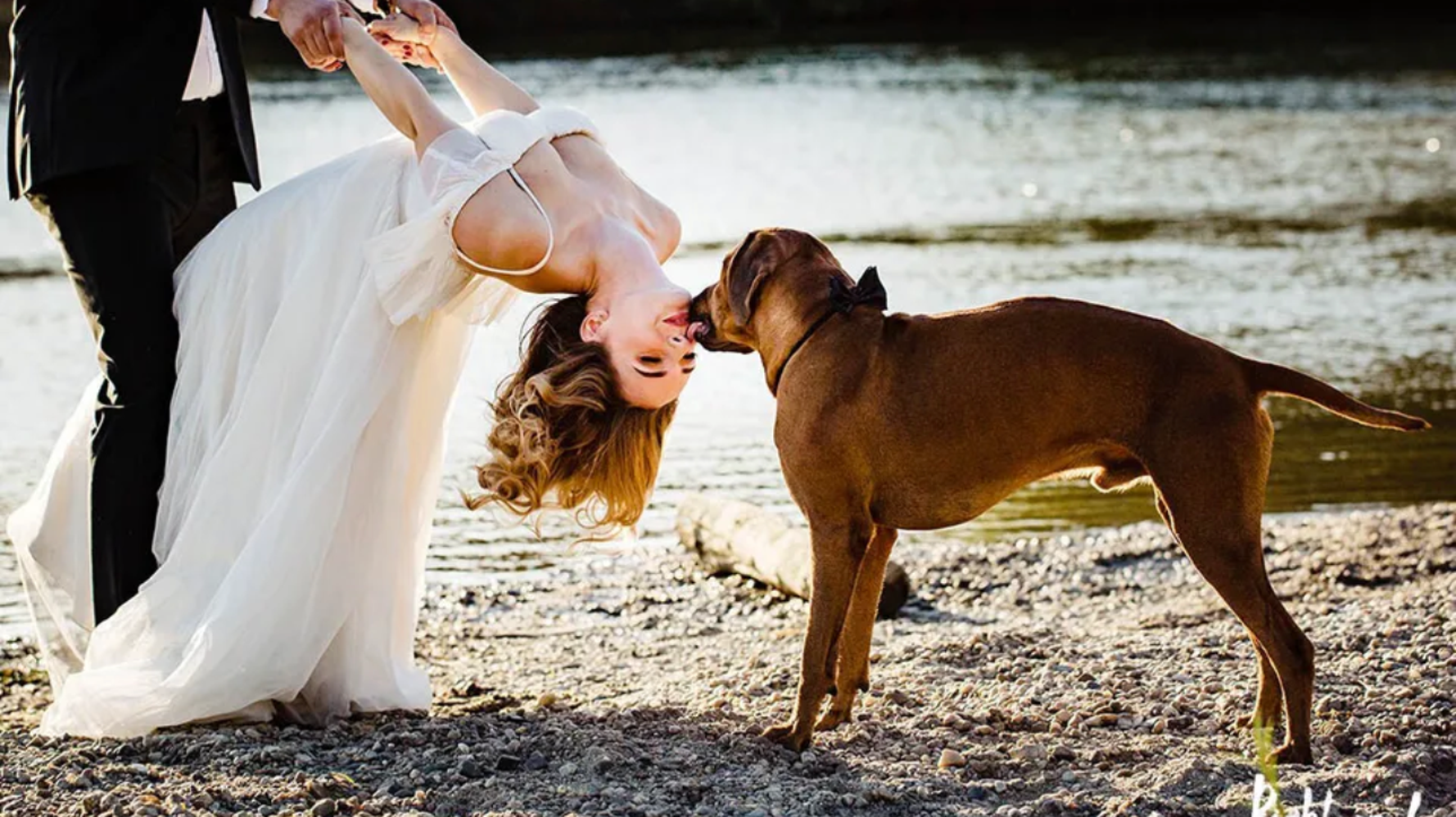 31 Adorable Photos Of Dogs At Weddings That Are A Real Treat | HuffPost ...