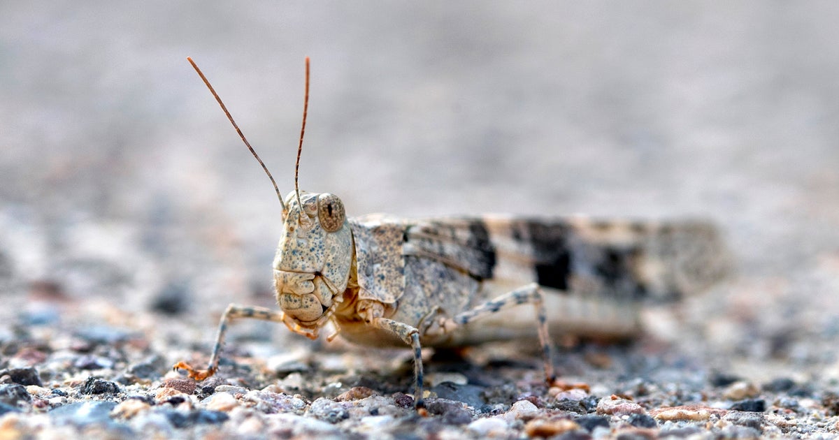 Epic Las Vegas Grasshopper Invasion Caught On Weather Radar | HuffPost ...