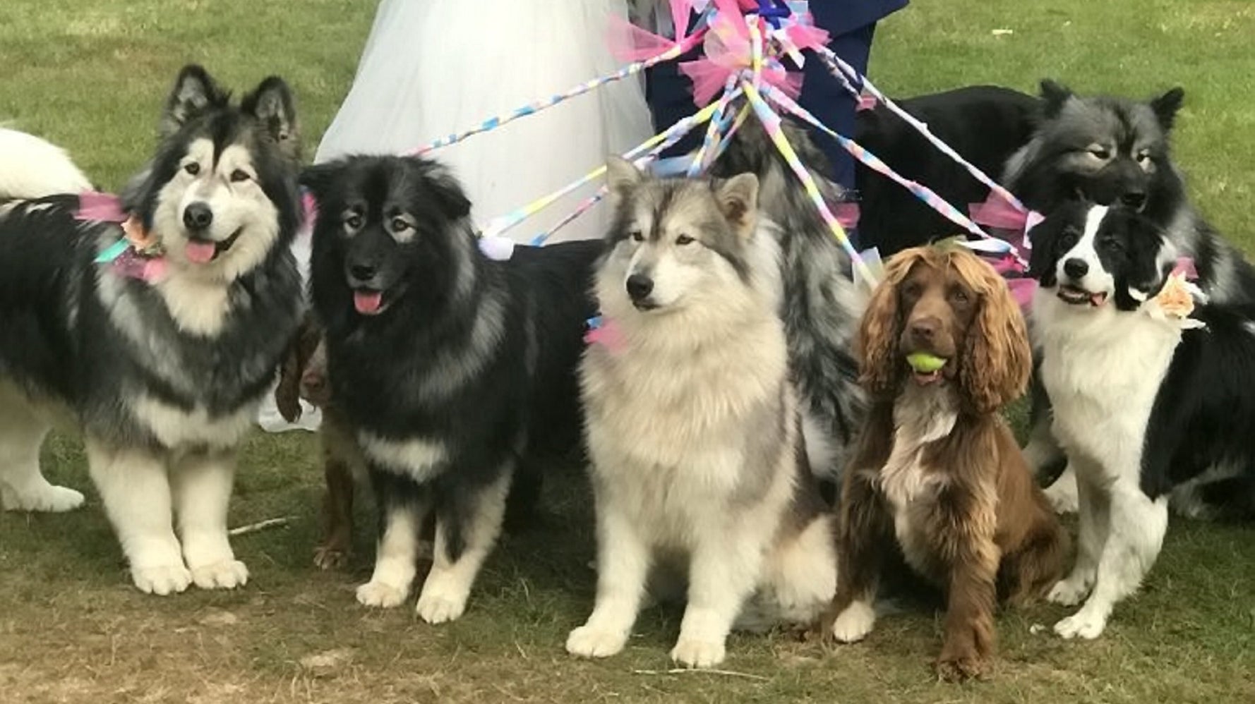 Couple Invite A Dozen Dogs To Wedding With One Pooch Honoured As 'Best ...