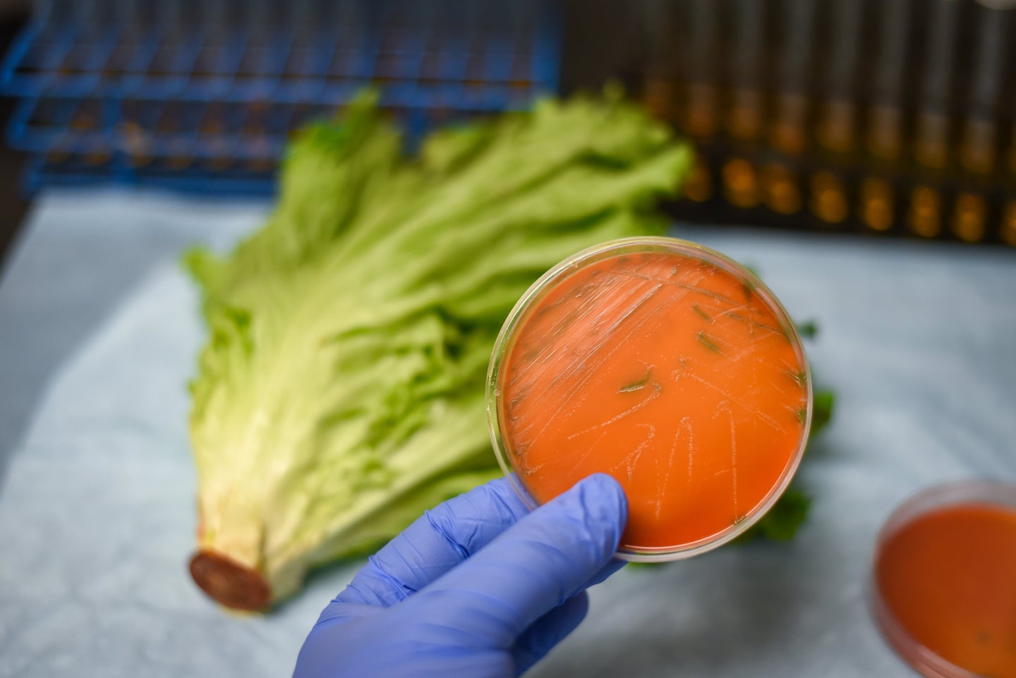 Sixth Listeria Death Amid Hospital Sandwich And Salad Outbreak ...