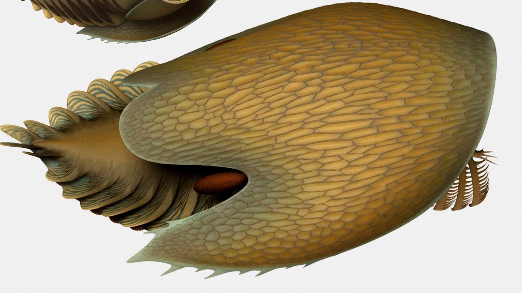 Meet The Cambroraster, The New Species Unearthed By Canadian ...