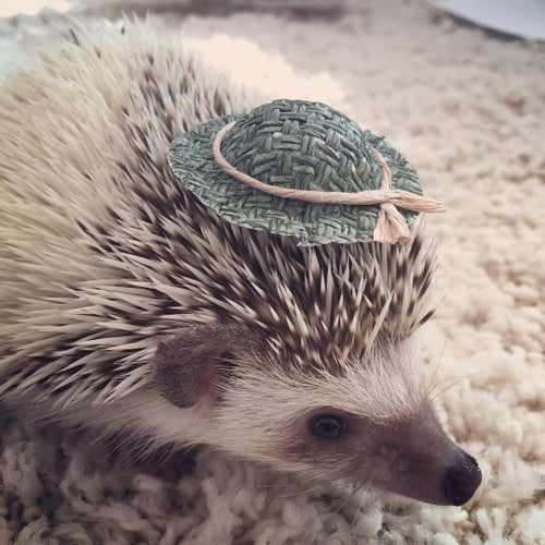 Dog Shaming Hedgehog