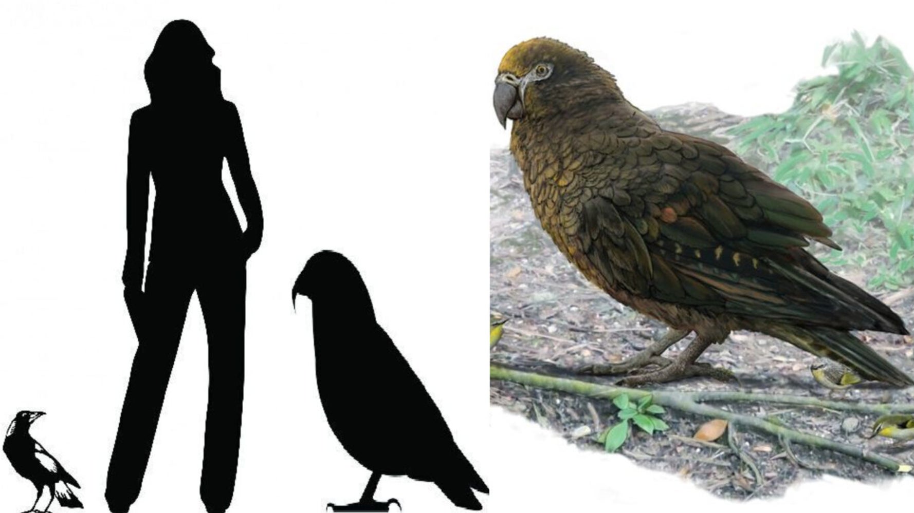 Extinct Giant Parrot Stood At 1m Tall And May Have Devoured Other ...