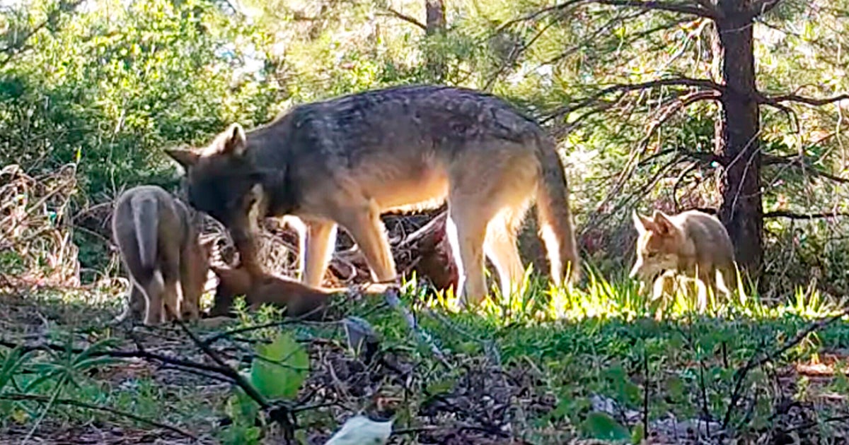 California's Only Known Wild Gray Wolf Pack Welcomes 3 New Pups ...