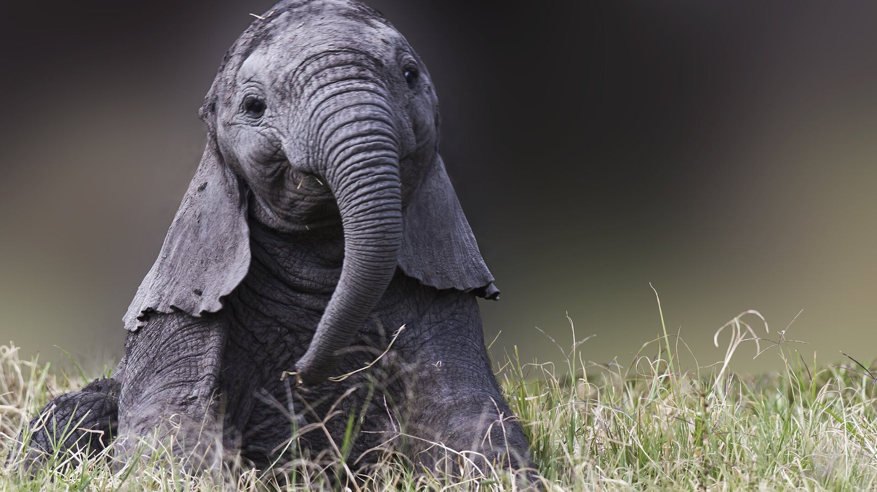 Our Five Favourite Gentle Giants To Celebrate World Elephant Day ...