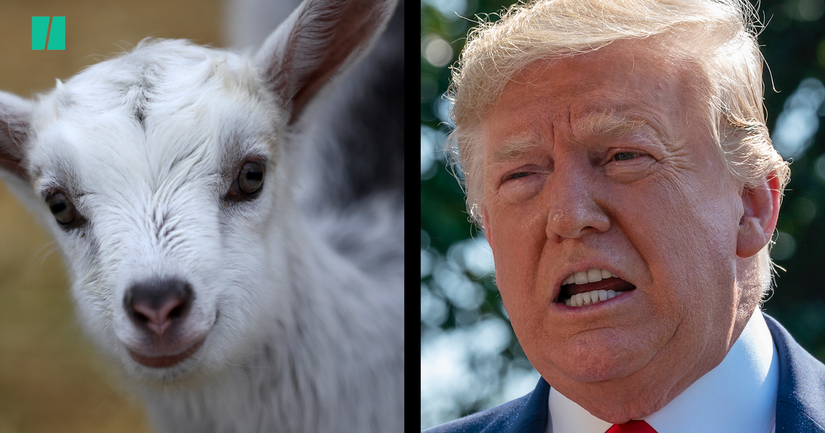 President Trump: Goatherder-In-Chief | HuffPost Videos