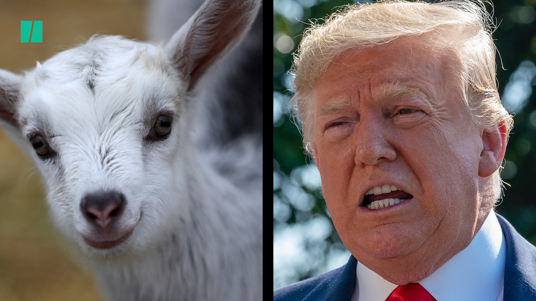 President Trump: Goatherder-In-Chief | HuffPost Videos