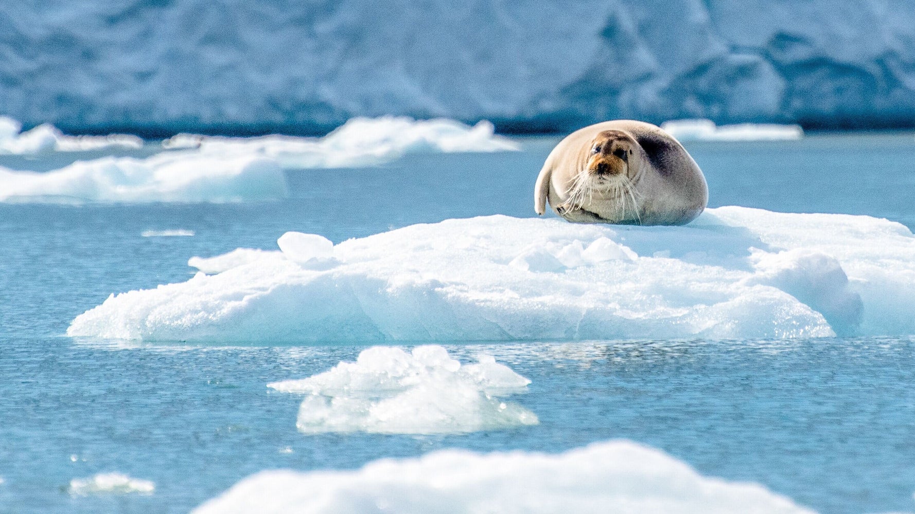 Scientists Astonished After Finding Microplastics In Arctic Snow ...