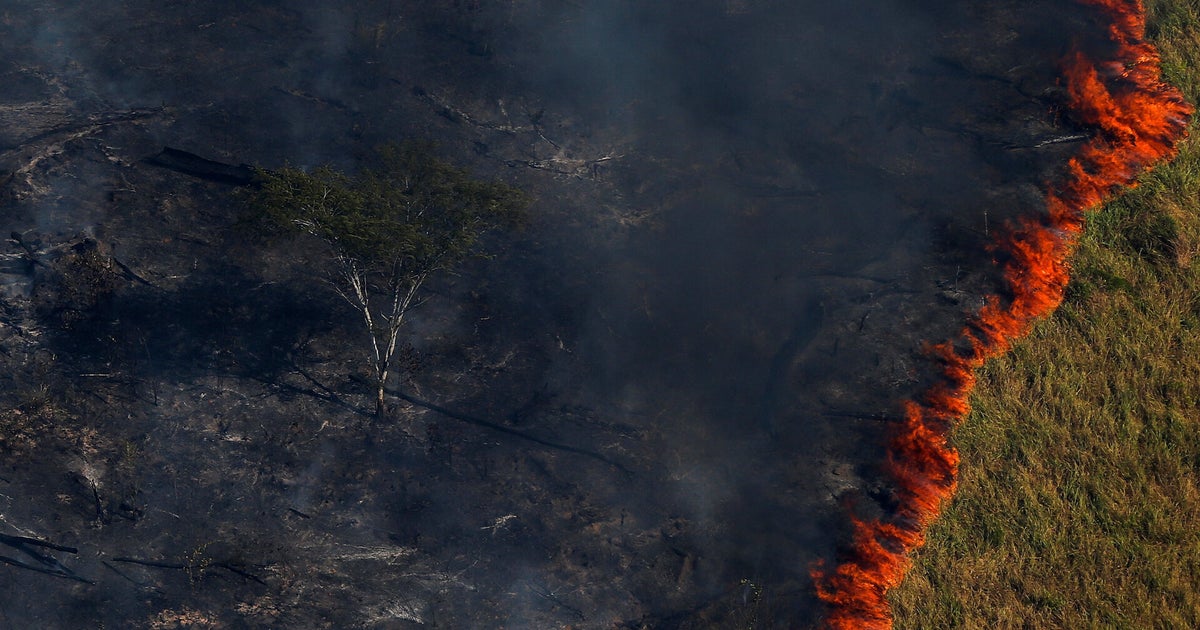 Wildfires Hit A Record High In The Amazon As Deforestation Accelerates ...