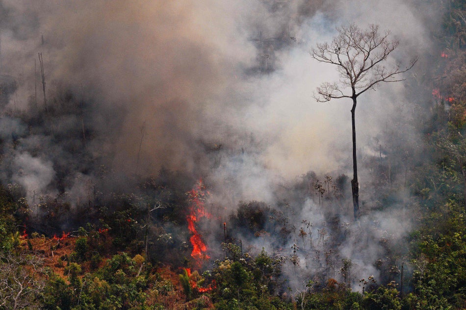 Los devastadores incendios del Amazonas – UANL A TU CASA