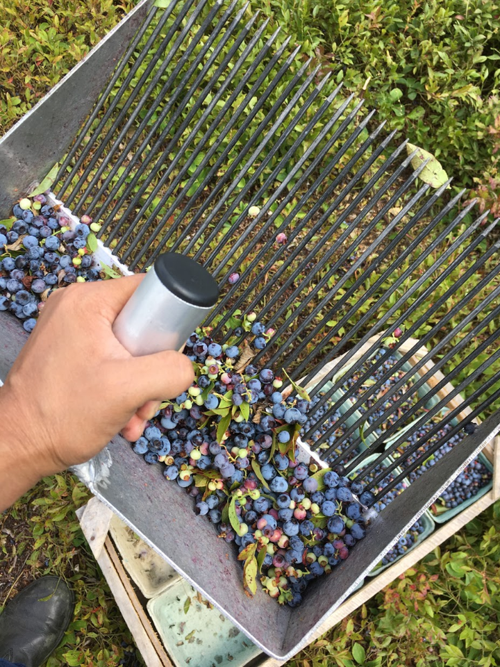 Homemade Blueberry Rake