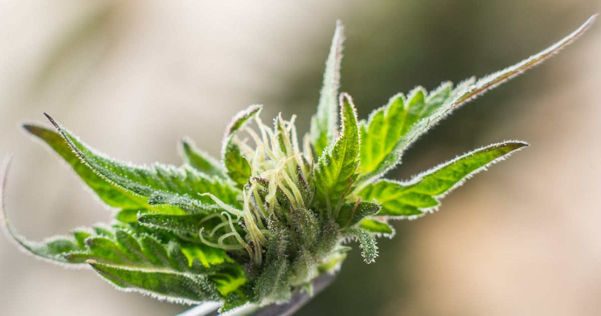 Drug Enforcement Administration Set To Finally Expand Marijuana ...