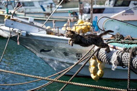 Tashirojima, la isla japonesa que es un paraíso para los gatos (FOTOS ...