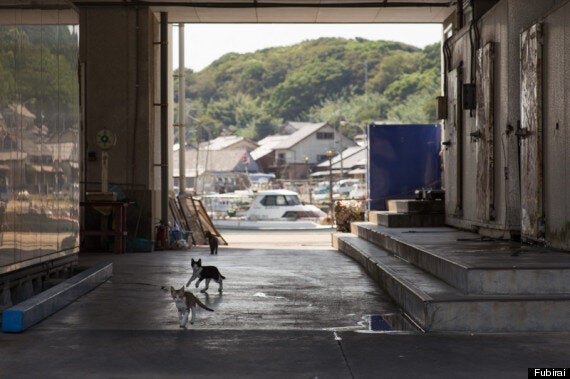 Tashirojima, la isla japonesa que es un paraíso para los gatos (FOTOS ...