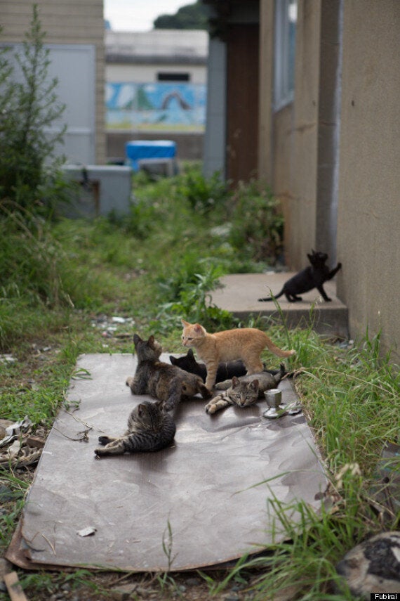 Tashirojima, la isla japonesa que es un paraíso para los gatos (FOTOS ...