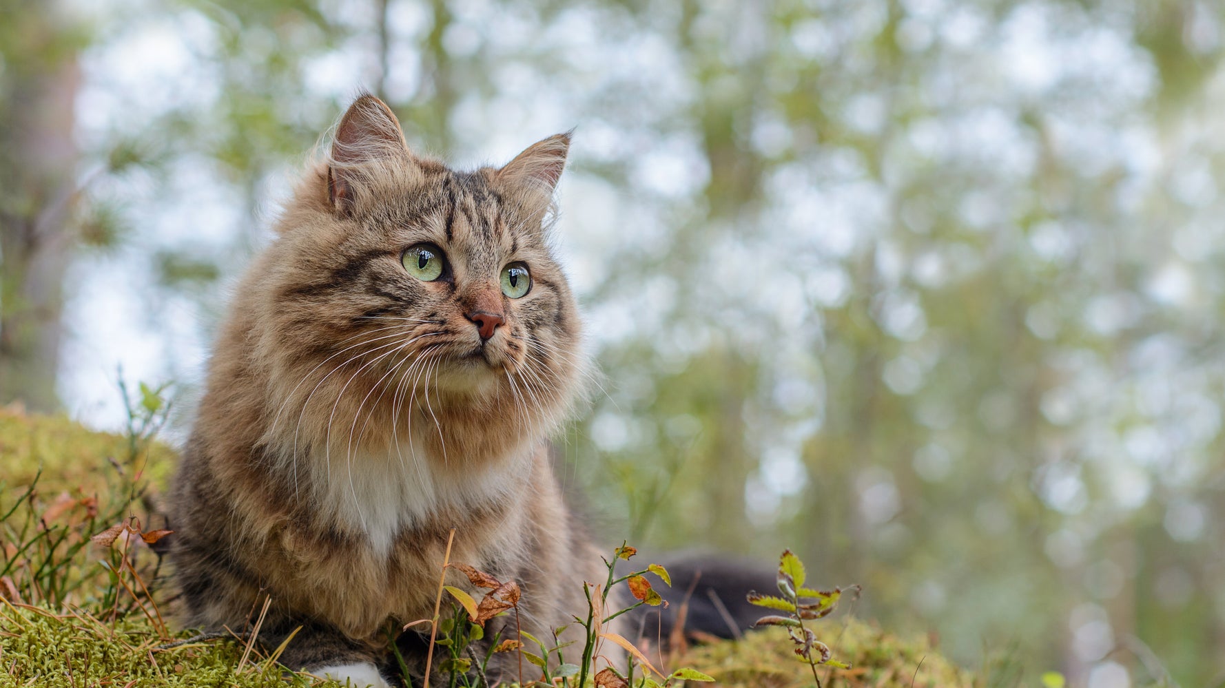 'Cougar' Reported To Surrey RCMP Was Actually Just A Chunky Housecat ...
