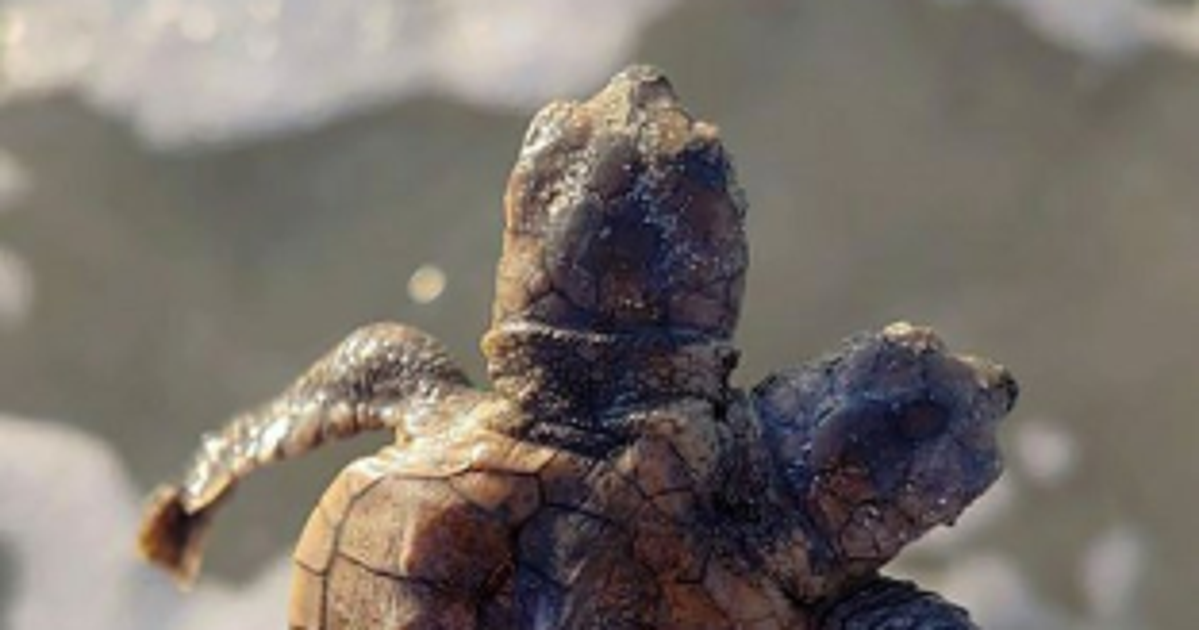 Two-Headed Turtle Hatchling Makes Big Splash In South Carolina ...