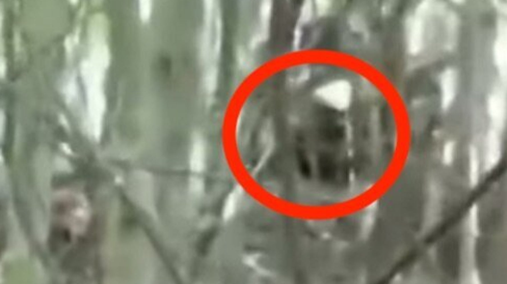 Bigfoot's Watching Me: N.C. Man Shares Footage Of Something In The ...