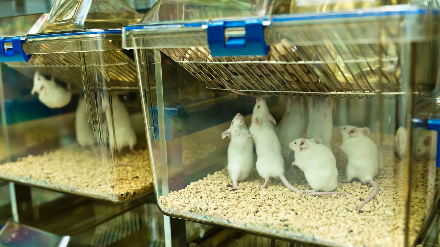 EPA To Significantly Reduce Chemical Testing On Lab Animals | HuffPost ...