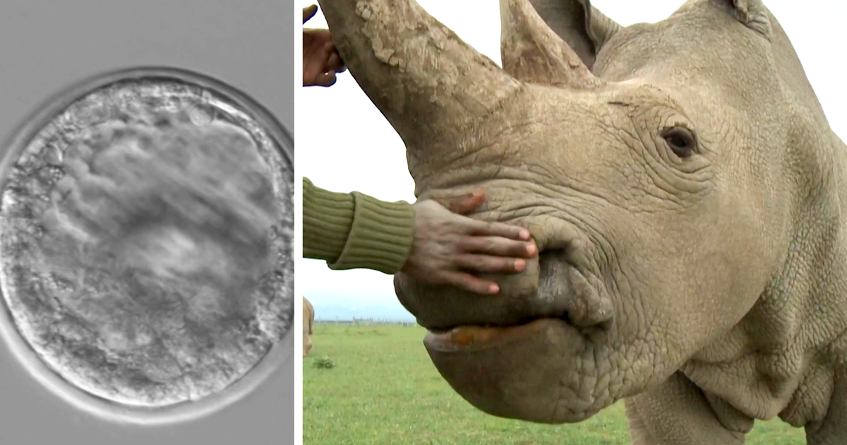 Embryos Created To Save The Northern White Rhino From Extinction ...