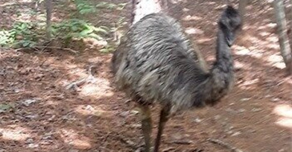 Eno The Emu Dies During Capture After Eluding Authorities For Months ...
