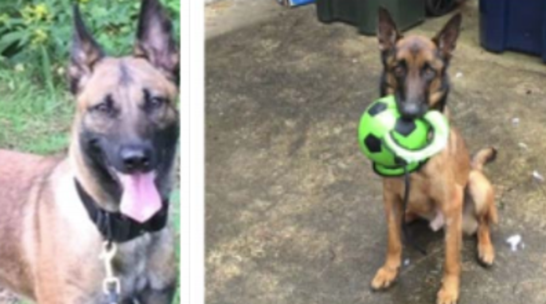 Bomb-Sniffing Dogs Sent To Fight Terrorism In Jordan Are Dying From ...