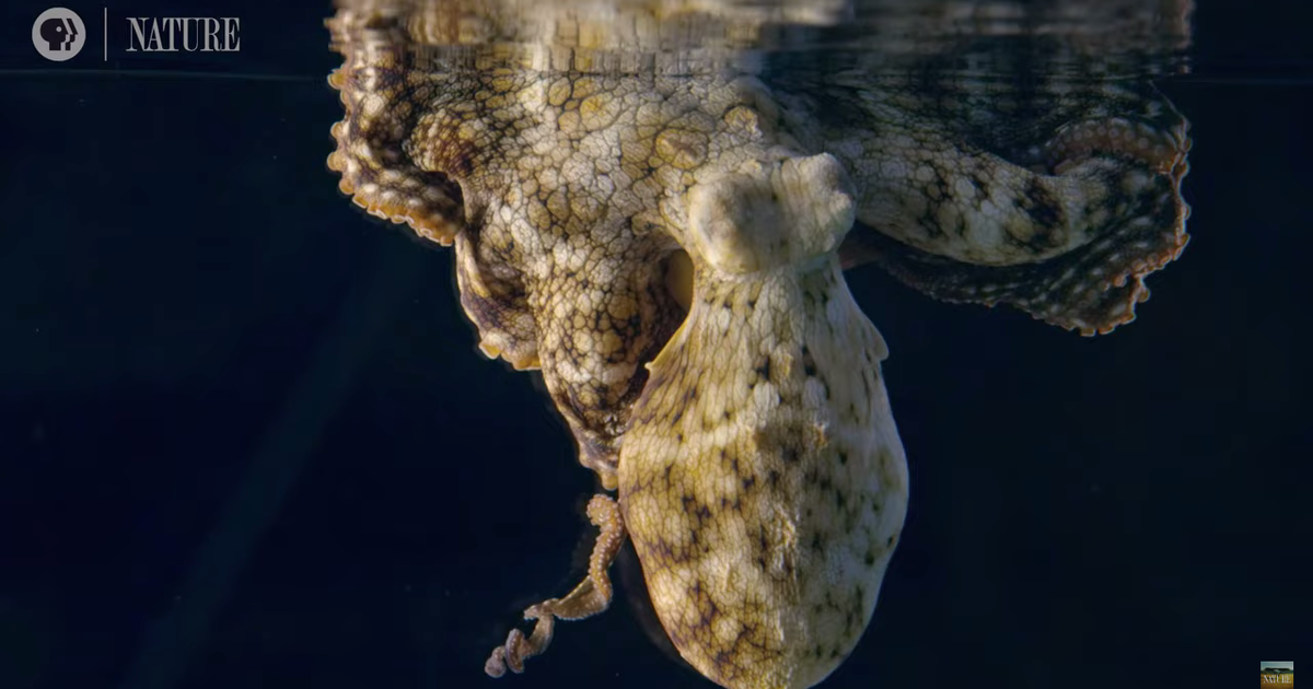 Sleeping Octopus Changes Colors Over And Over In Spellbinding Video ...