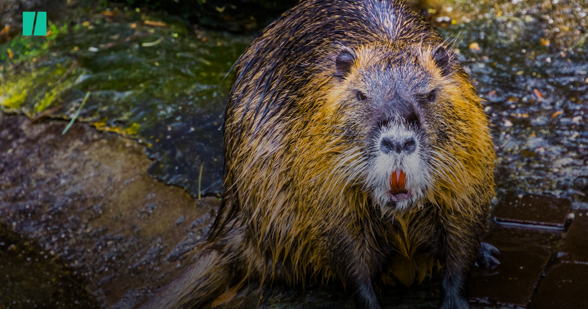 Invasion Of The Giant Swamp Rats | HuffPost Videos