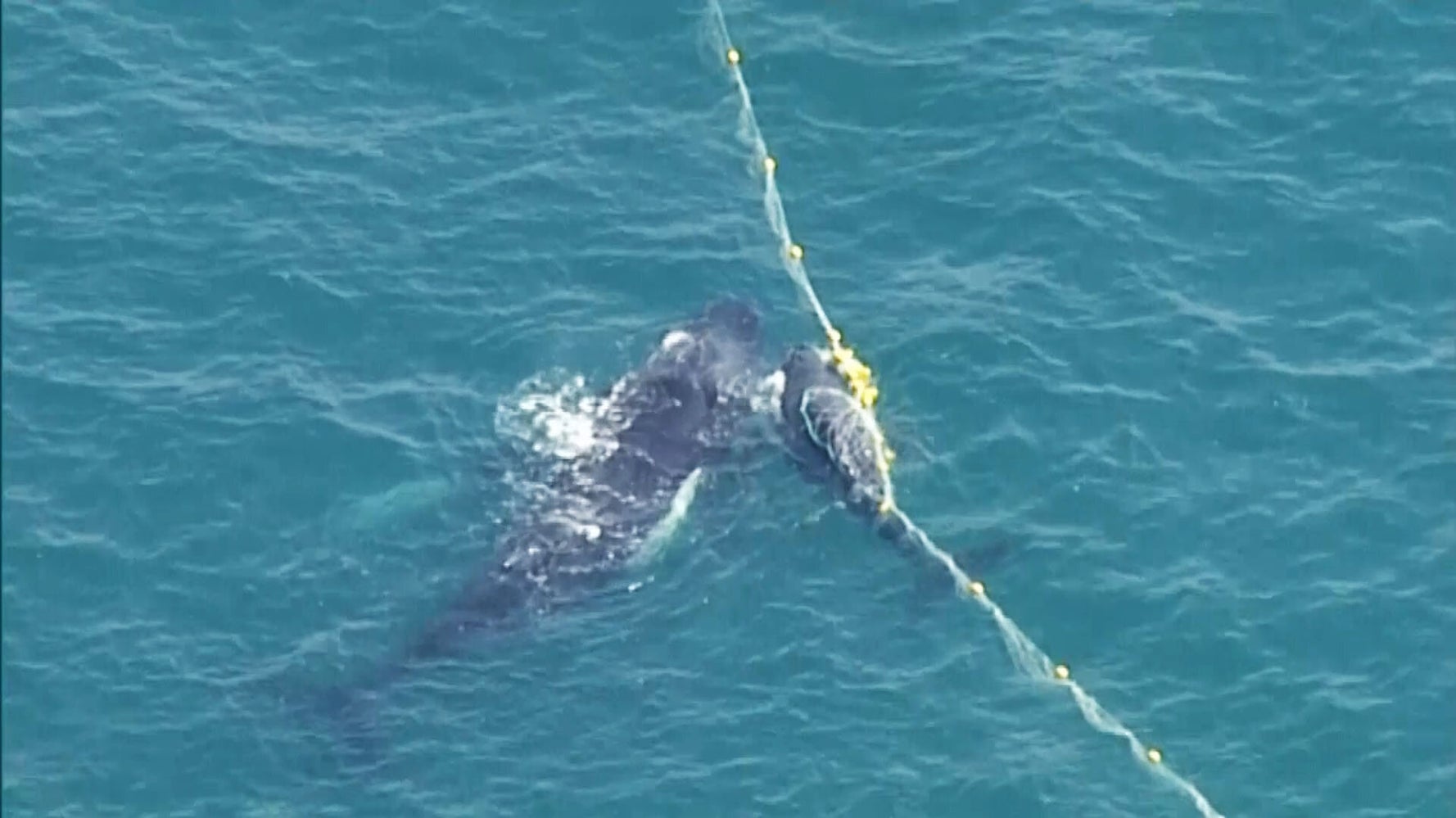 Baby Whale Rescued Off Australian Coast With Mother By Its Side ...