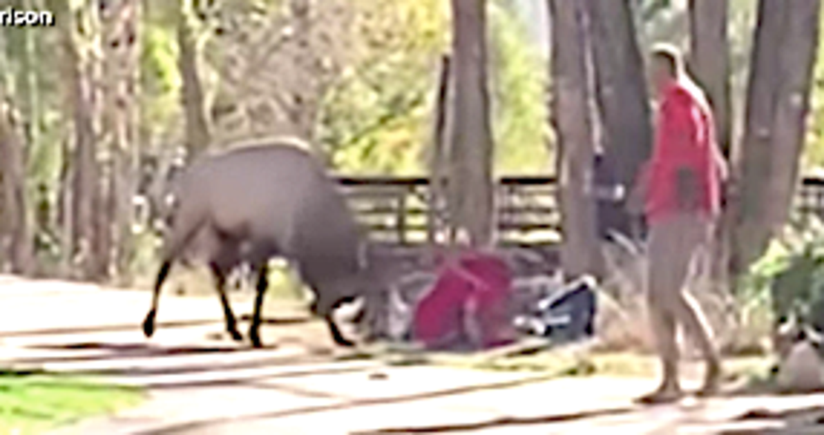 WATCH: Massive Elk Attacks 2 People, Damages Truck In A Colorado Town ...