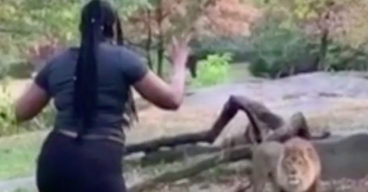 Woman Climbed Into New York City Zoo Exhibit To Taunt Lion | HuffPost News
