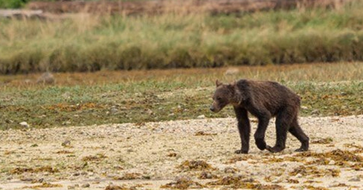 Emaciated Grizzly Bears Are Heartbreaking Victims Of Climate Change ...